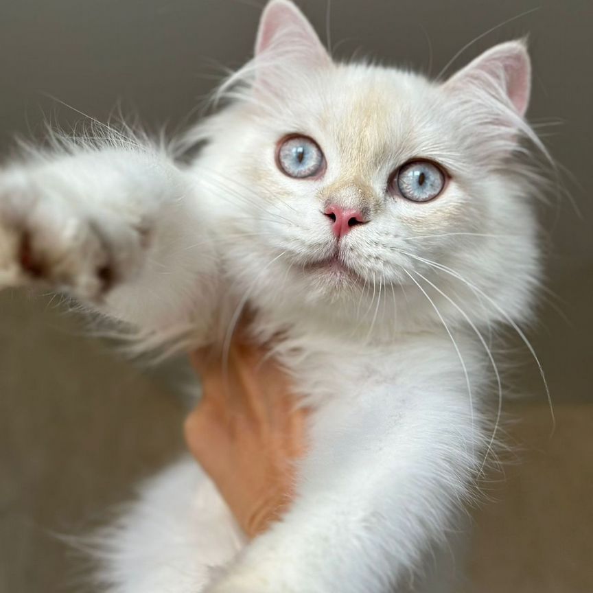 Котик с голубыми глазами