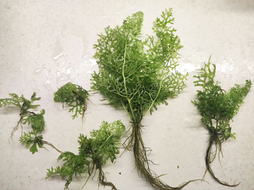 Папоротник индийский аквариумное растение