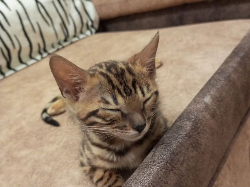 Продам бенгальского котёнка