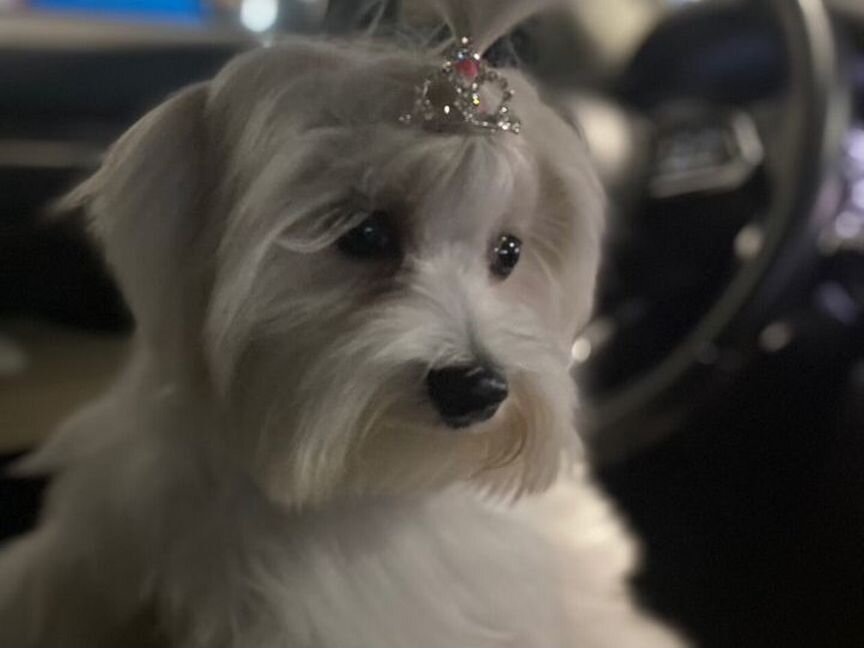 Мальтезе красавцы Рождены 01.01.2024