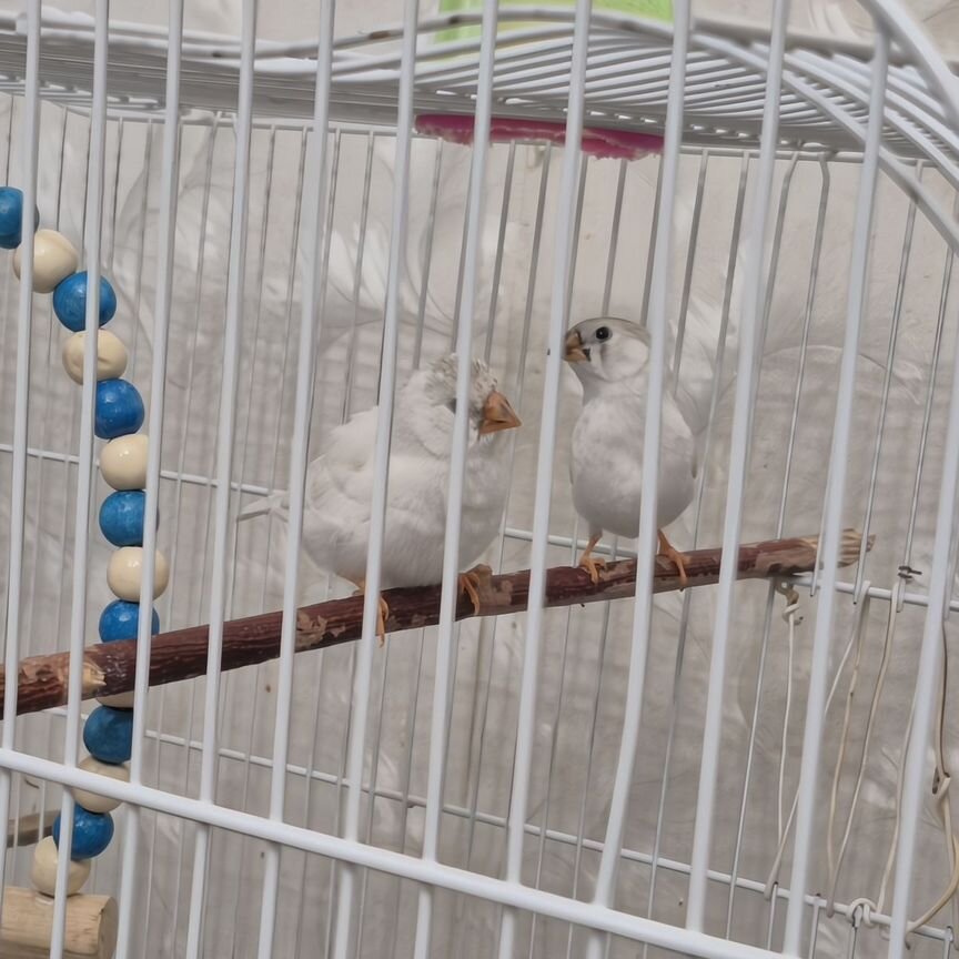 Зебровые амадины