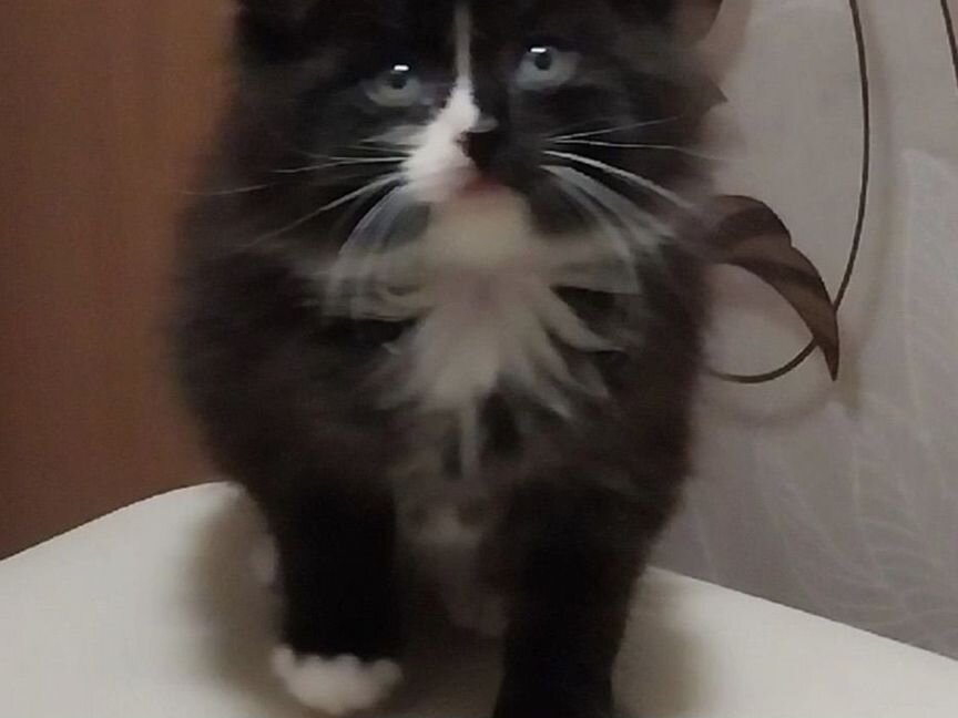 Пушистый котенок маркиз