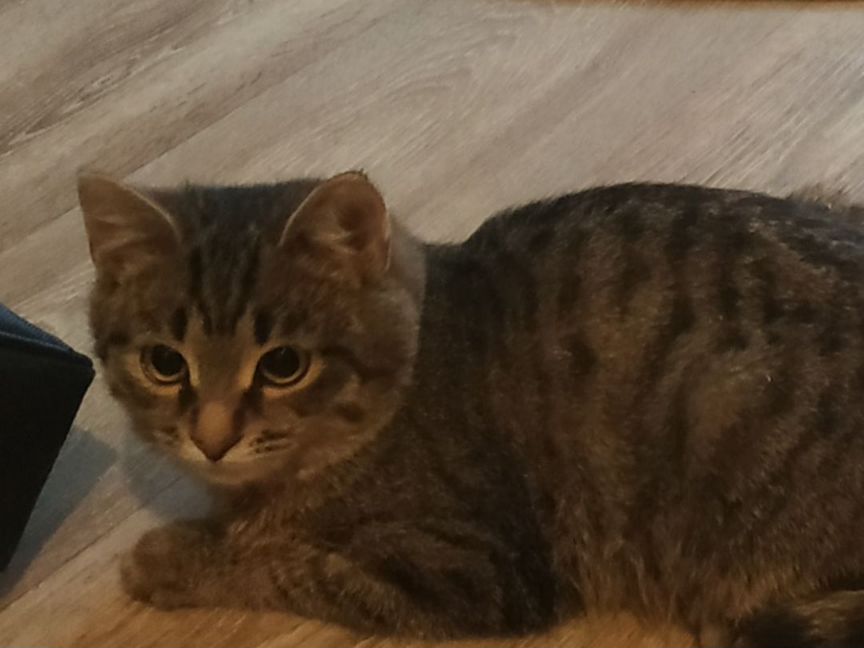 Мальчик котенок