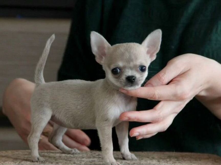 Чихуахуа девочка 2 месяц