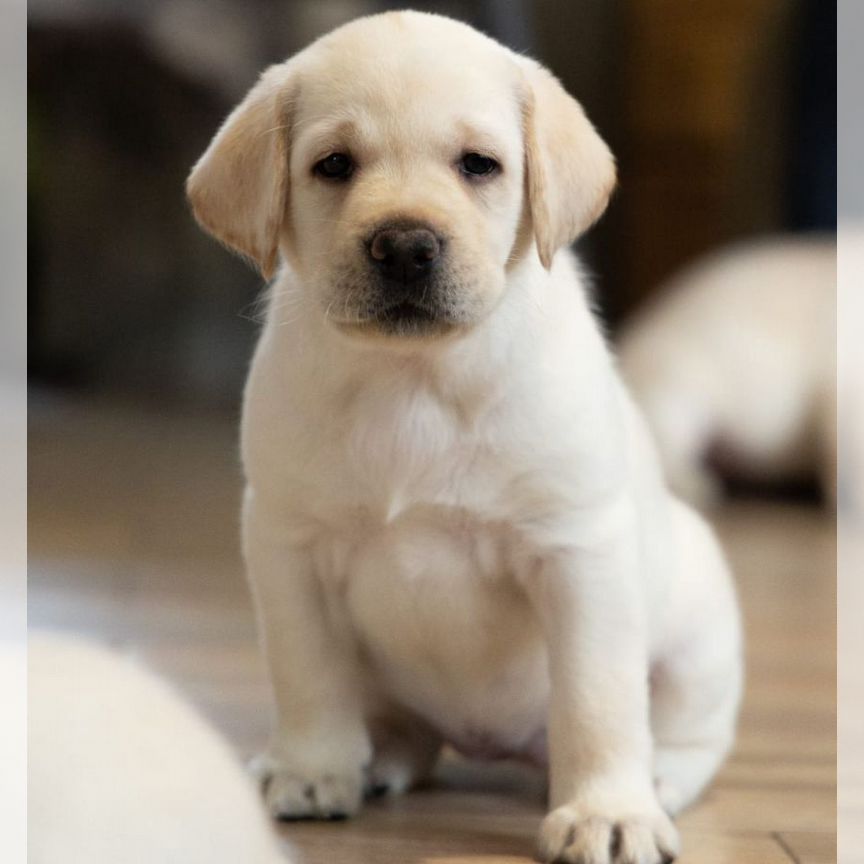 Лабрадор-ретривер, щенок