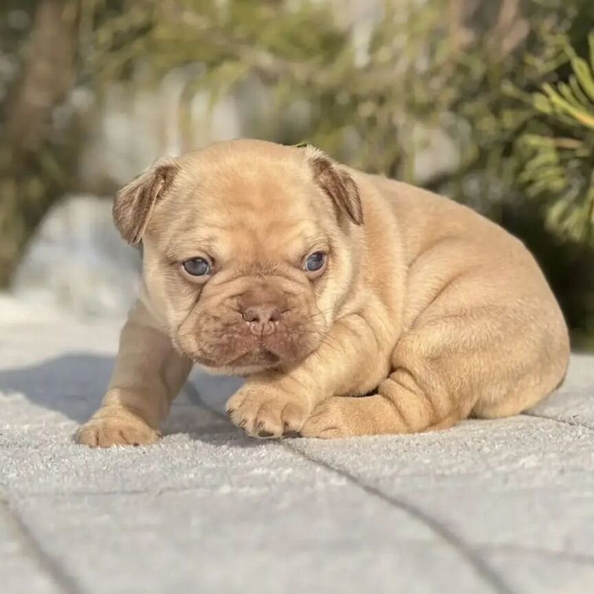 Французский бульдог, щенок