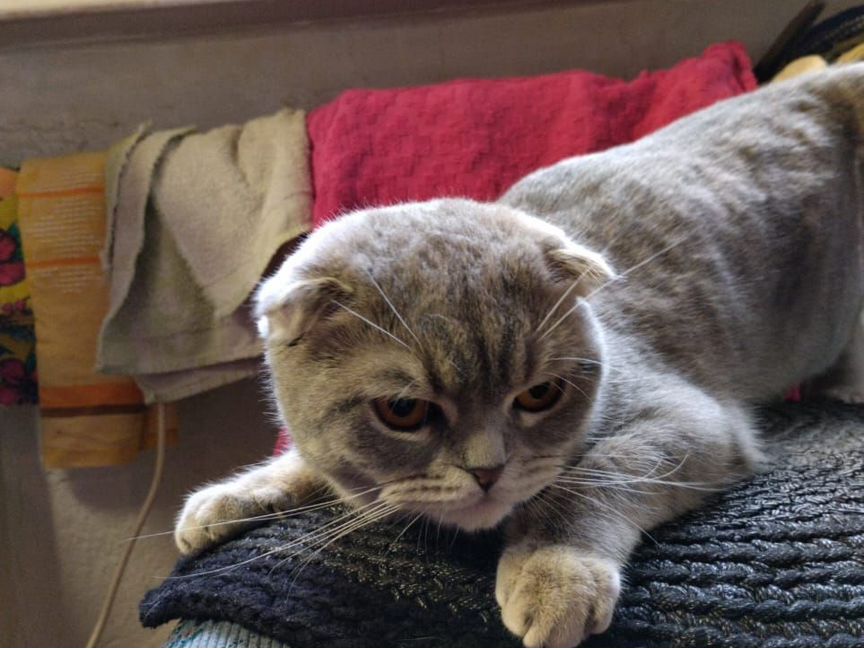 Шотландская вислоухая ищет жениха