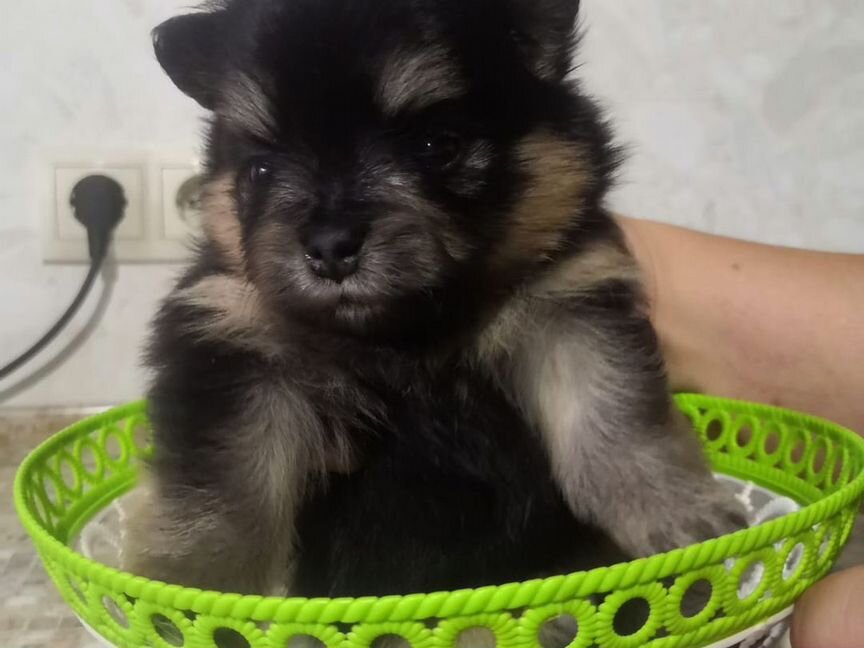 Щенки немецкого шпица