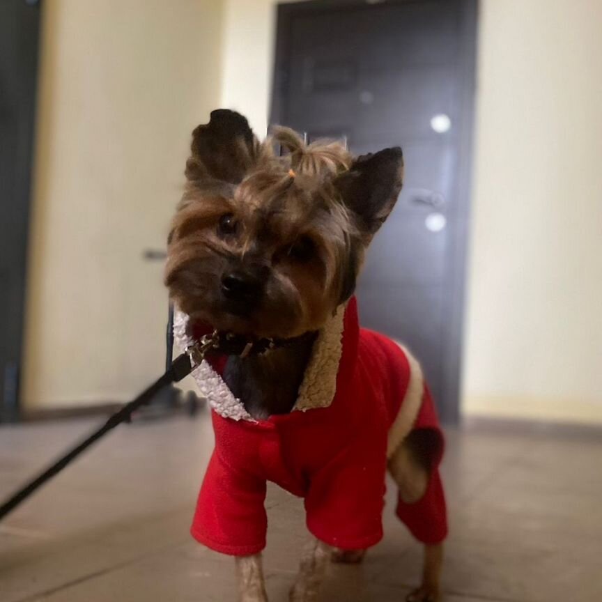 Йоркширский терьер