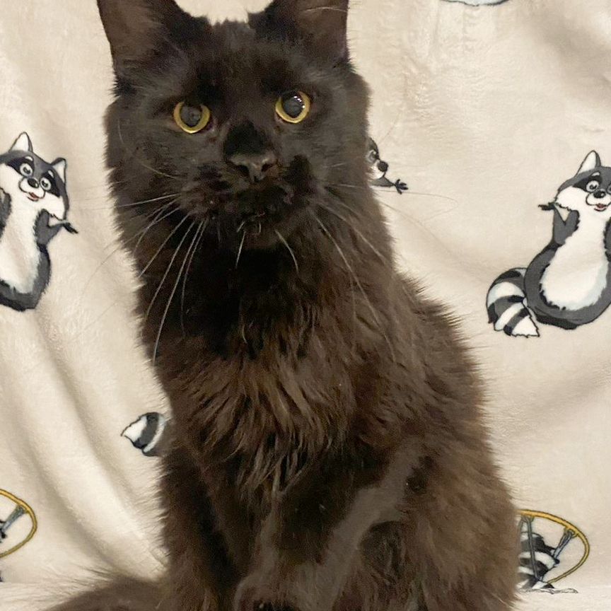 Котик полидакт