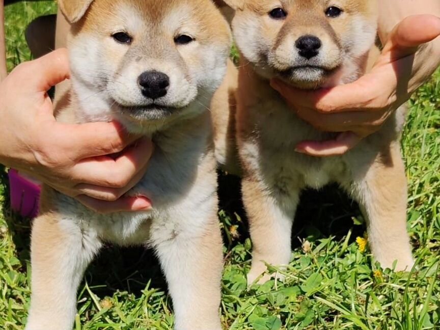 Щенки сиба ину