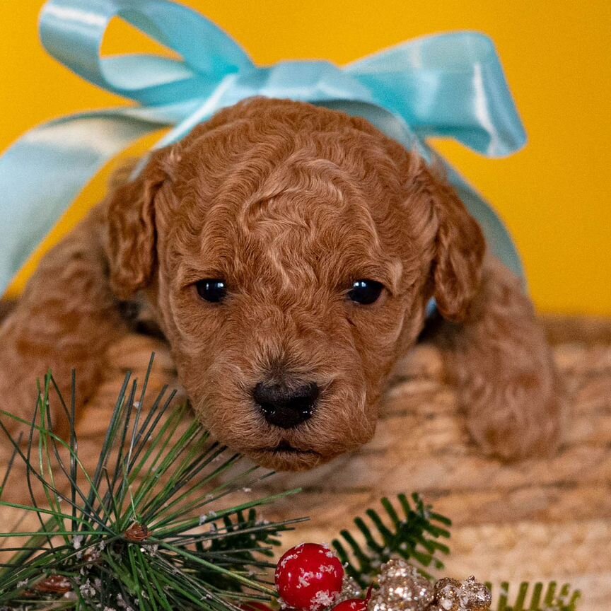 Пудель, щенок