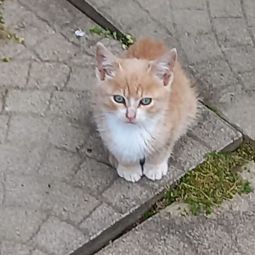 Котенок 1,5мес брошен в садоводстве. Ищет дом