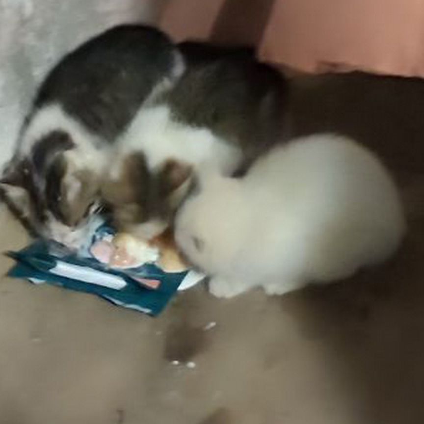 Котёнок в добрые руки