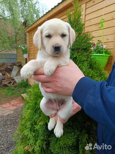Щенки лабрадора с документами