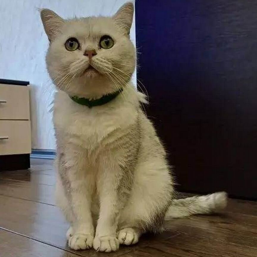 Британский короткошёрстный, взрослый кот
