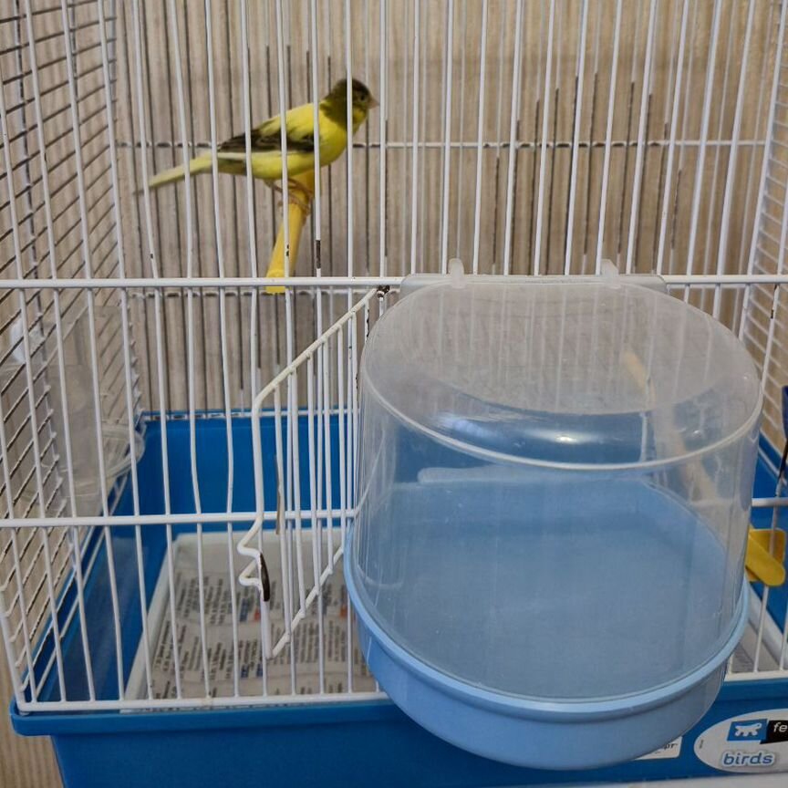 Кенара и канарейки