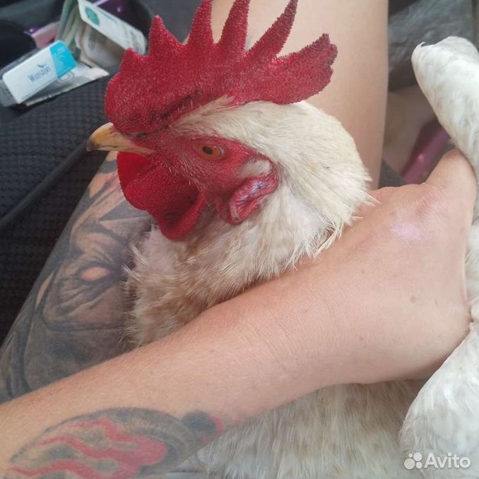 Куры несушки и квочка с цыплятами