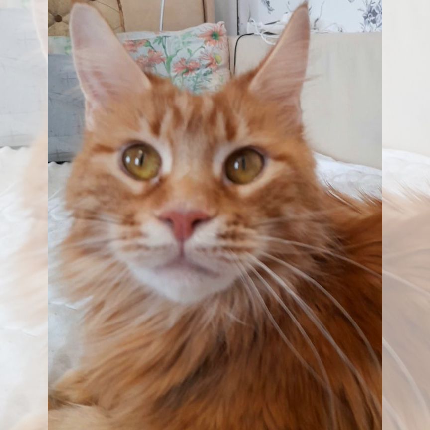 Мейн-кун, взрослая кошка