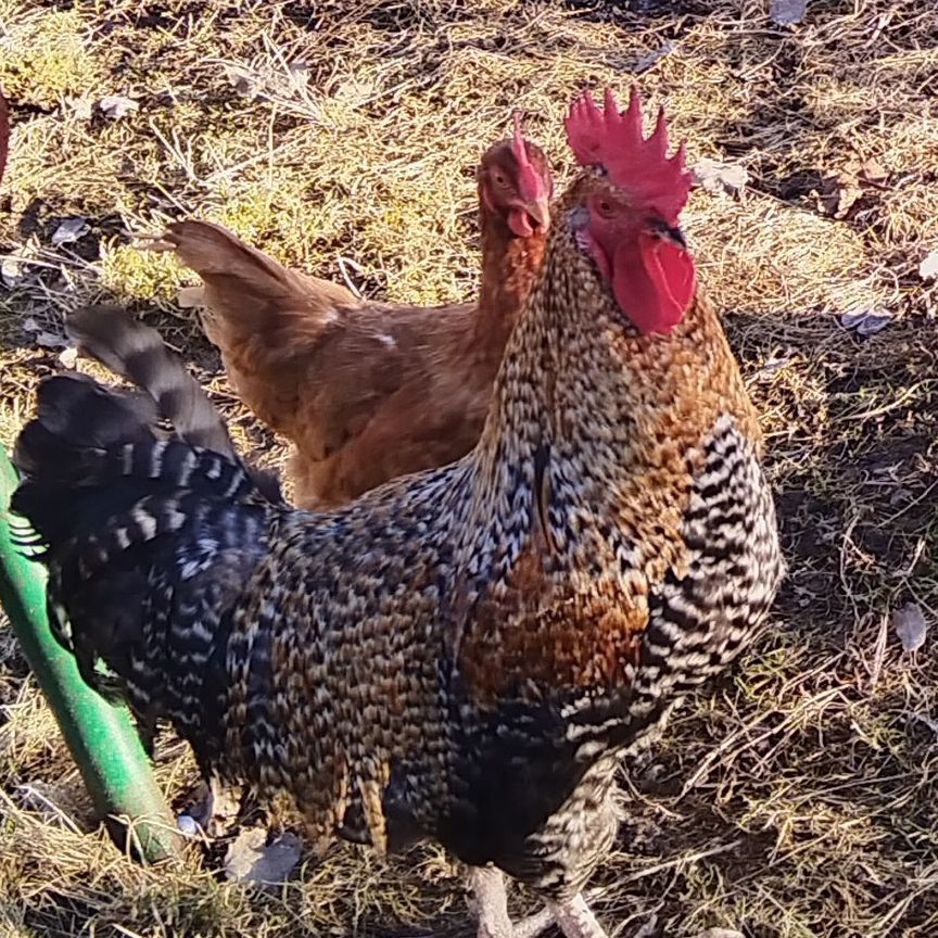 Молодой петух