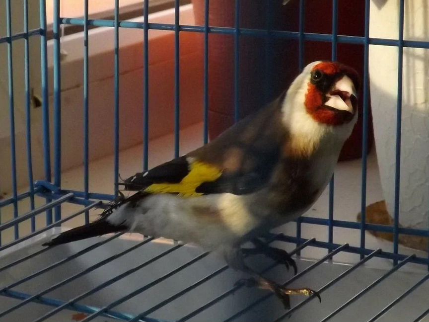 Певчие птицы. Щеглы майеры