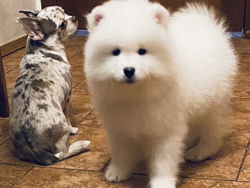 Очаровашки-самоеды