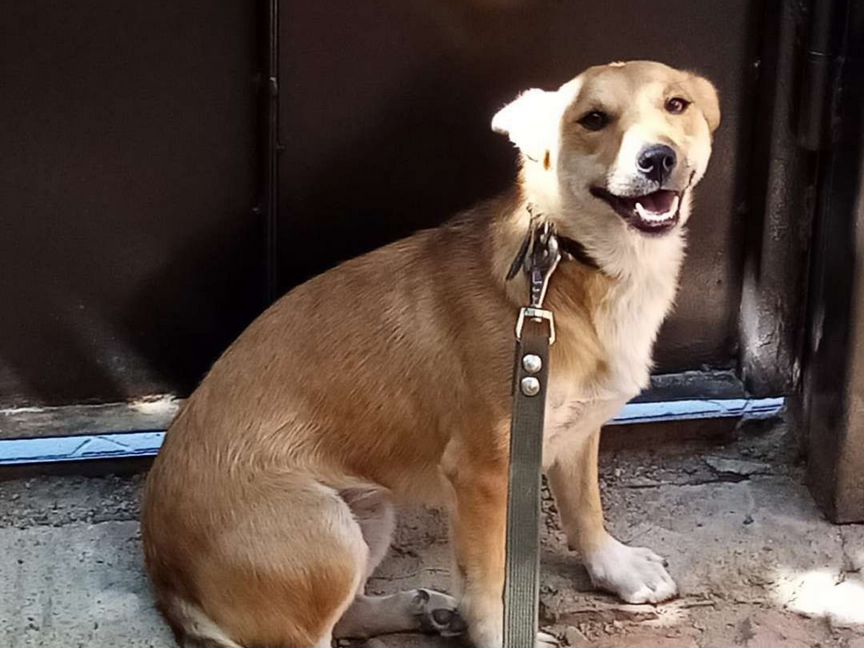 2 года ждёт своих хозяев в приюте