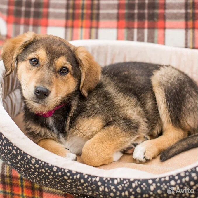 Щенок Мишель