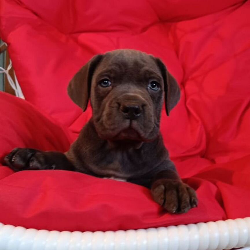 Щенки кане корсо