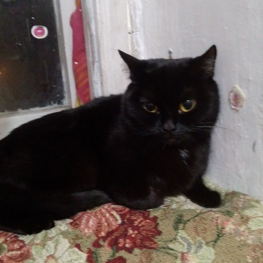 Отдам британскую прямую кошку девочку