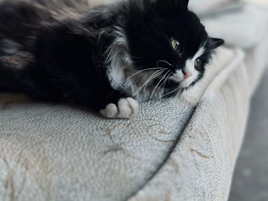 Котики бесплатно в добрые руки