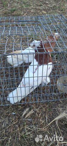 Продажа голубей