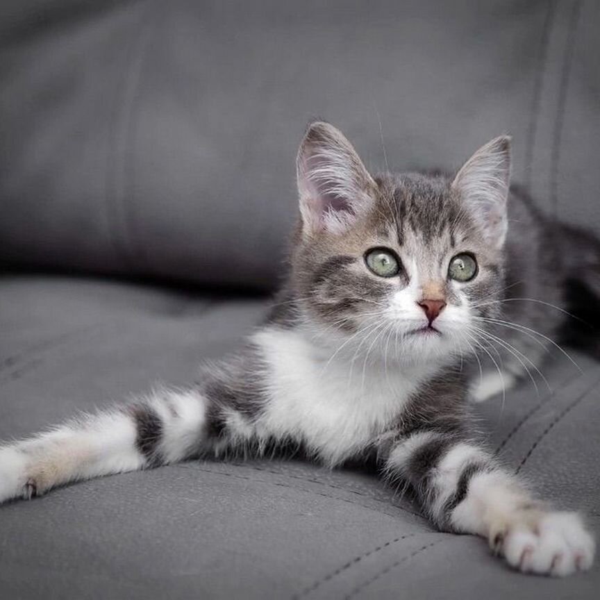 Тефтелька (2,5 мес.) чудо - котенок)