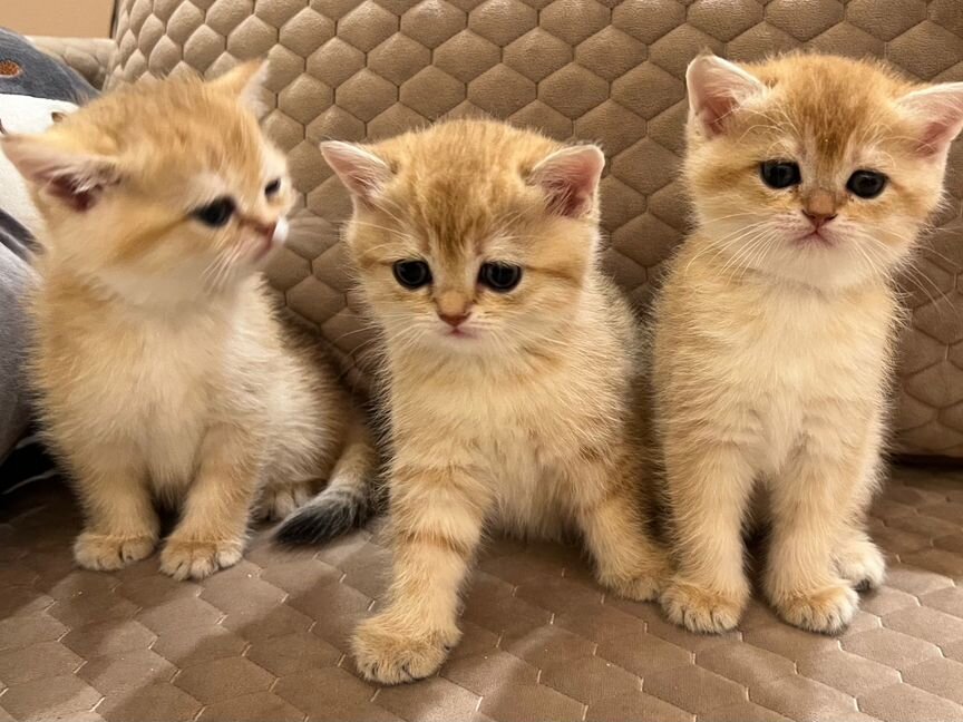 Шотландские золотые шиншиллята