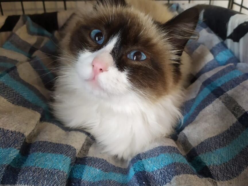 Лапочка в добрые руки