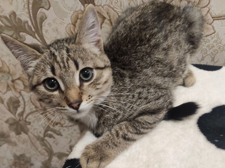 Домашнее животное котик