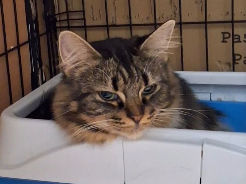 Не надеется