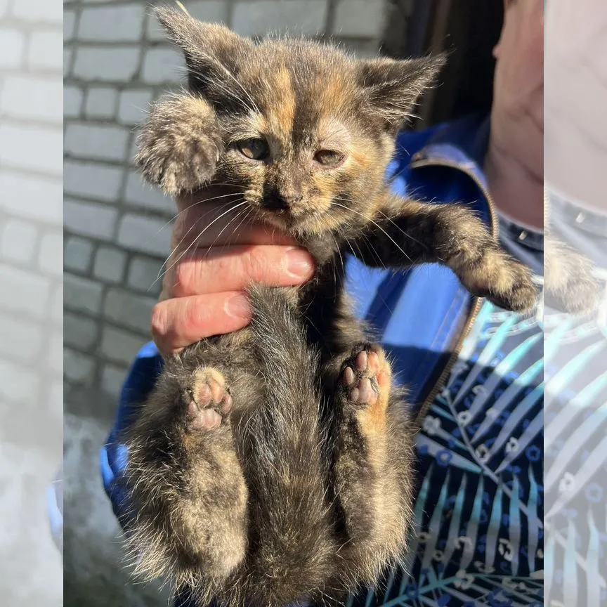 Котята в добрые руки 1 месяц