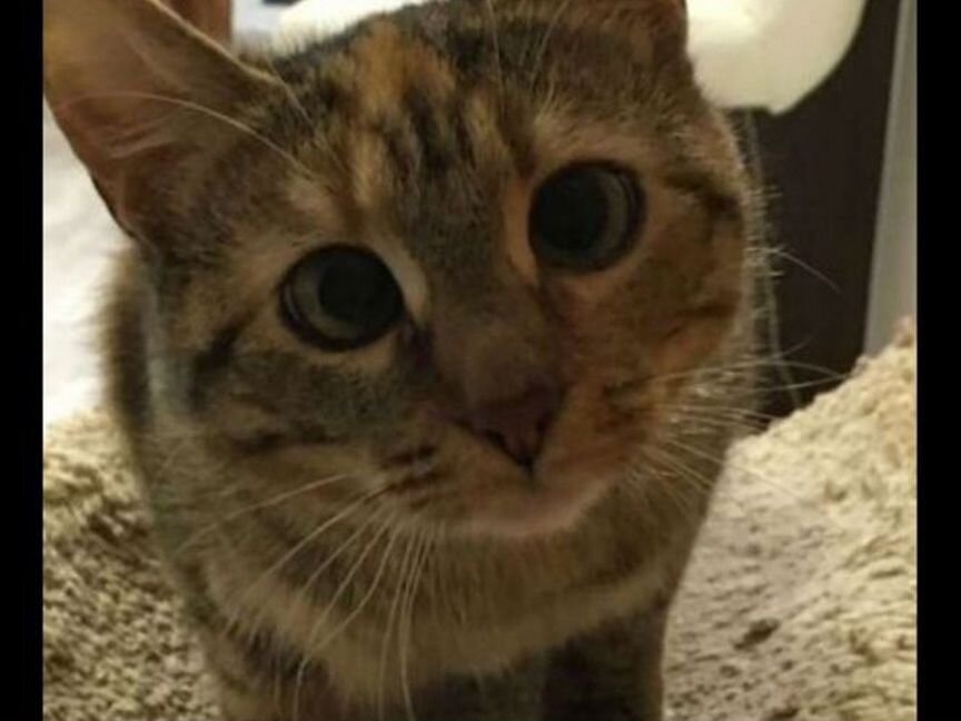 Кошка