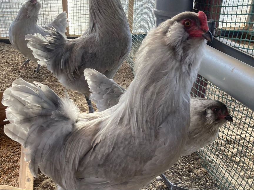 Петушки Амерауканы