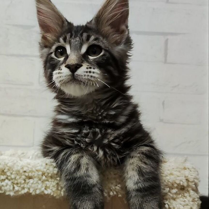 Котята мейн-кун