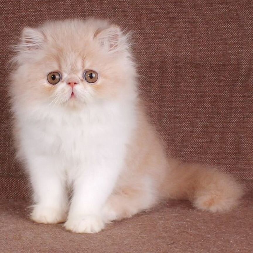 Персидские мальчики