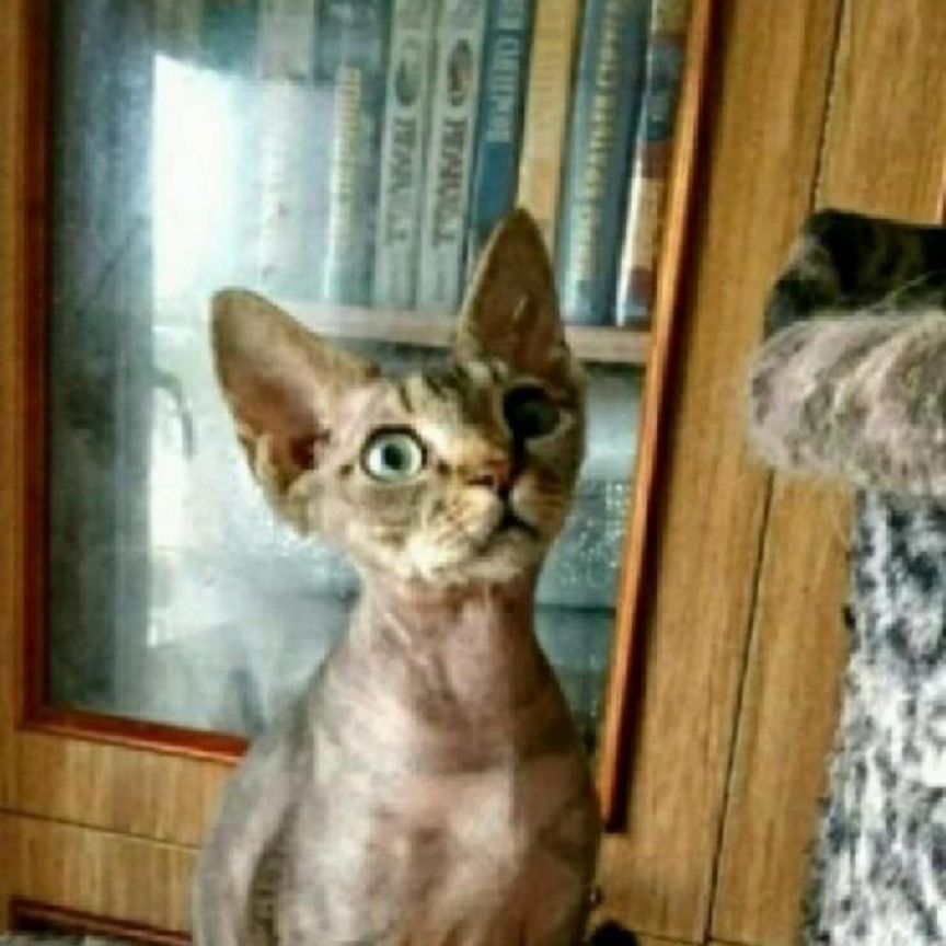 Котик породы Девон рекс