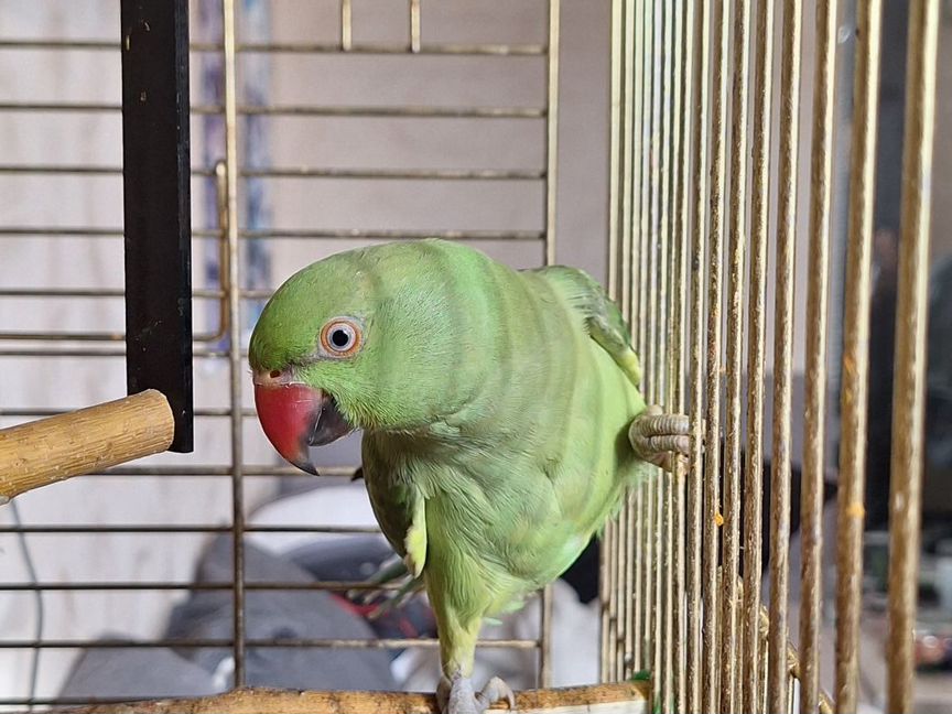 Ожереловый попугай выкормыш