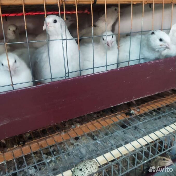 Перепела продажа