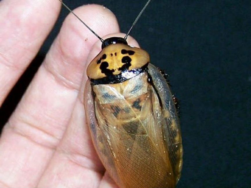 Таракан шеститочечный. Живой корм для рептилий