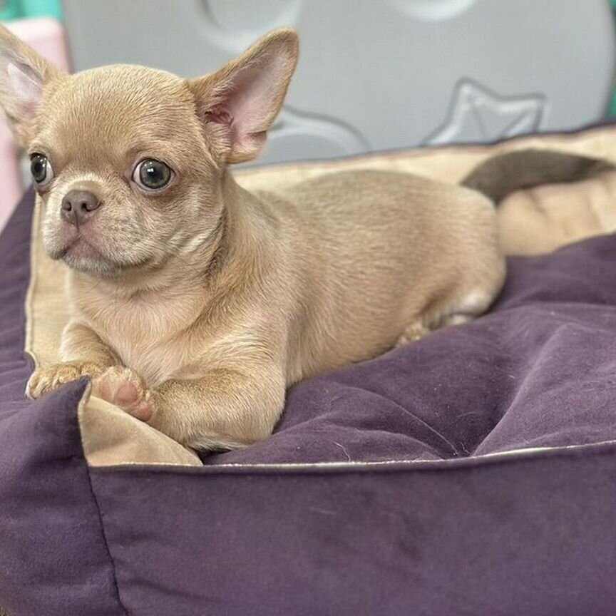 Шикардосик