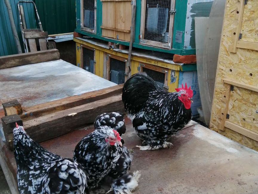 Куры кахинхины карлик