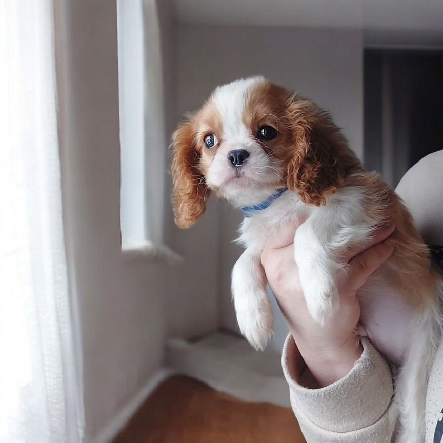 Кавалер кинг-чарльз-спаниель, щенок