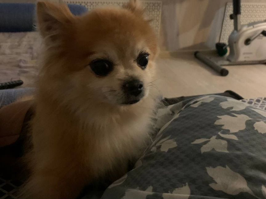 Собака в добрые руки